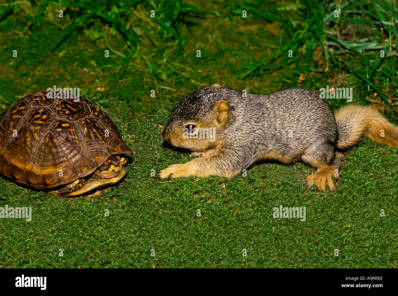 Young Eastern Fox squirrel (Sciurus niger) and Three-toed Box turtle ...