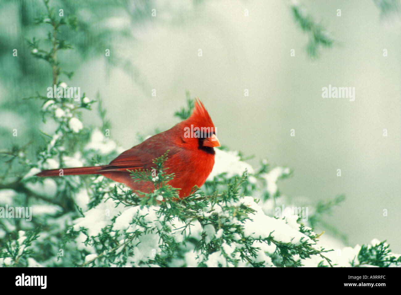 Cardinals snow hi-res stock photography and images - Alamy