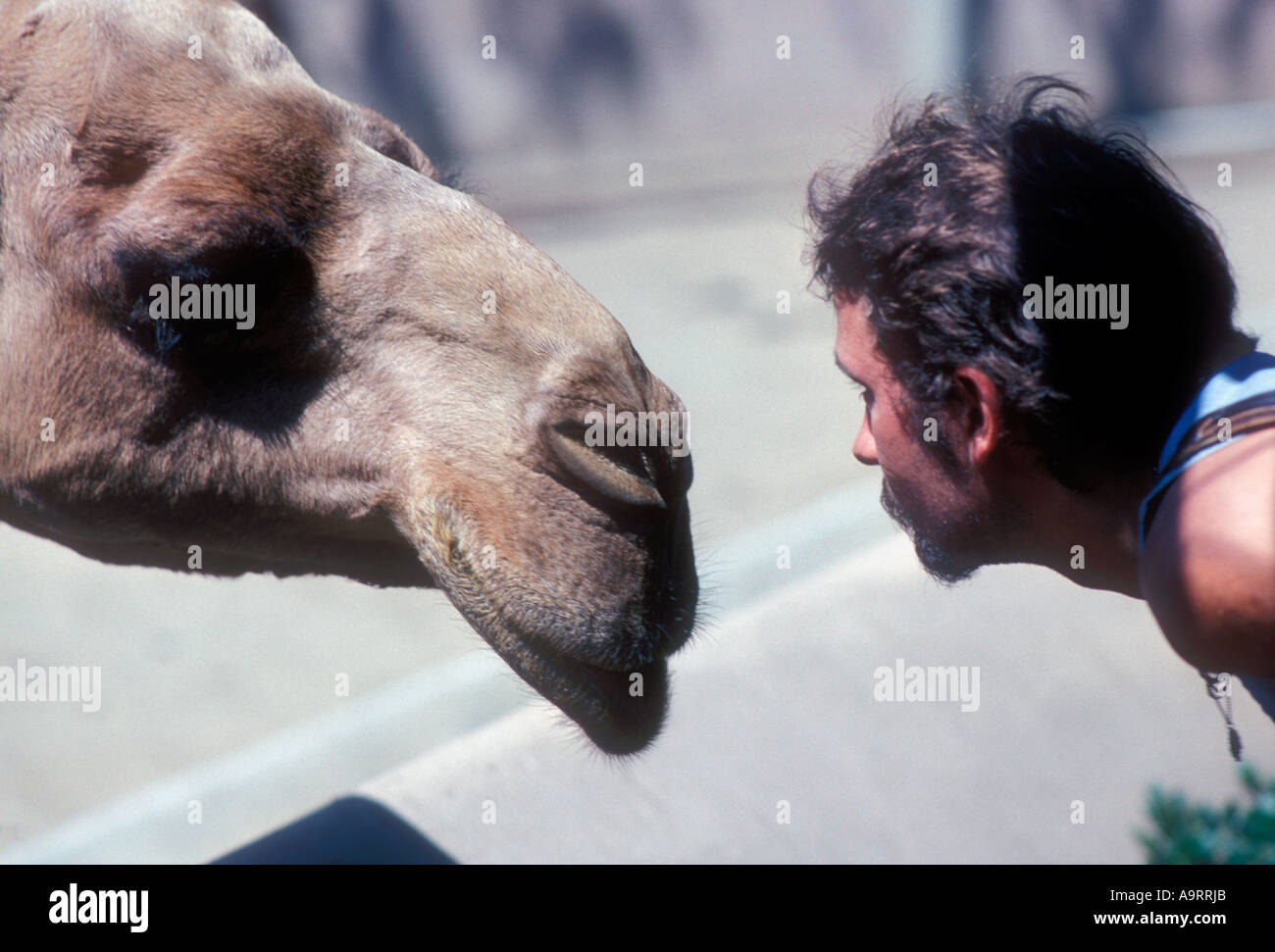 Camel and human face each other Stock Photo - Alamy