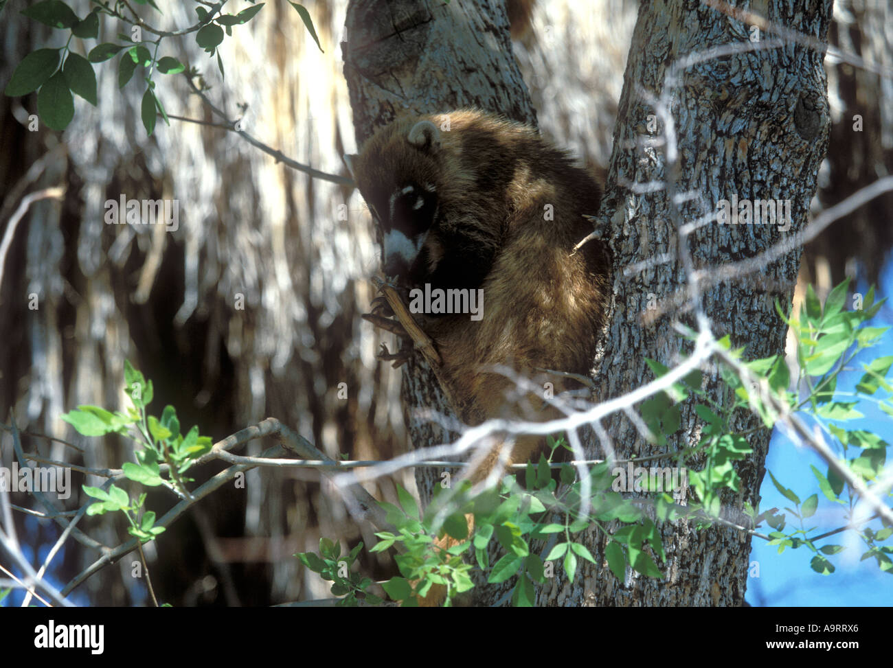 Coati foraging for food in tree Stock Photo - Alamy