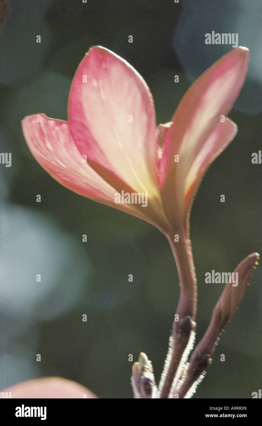 Indian champa hi-res stock photography and images - Alamy