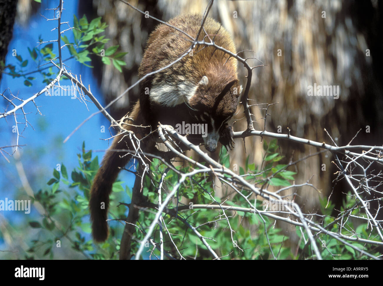 Coati foraging for food in tree Stock Photo - Alamy