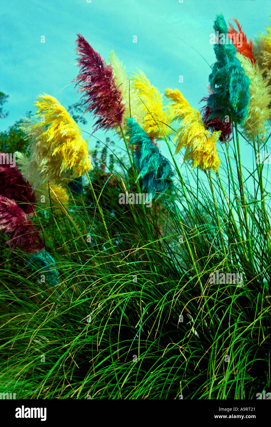 Pompous grass hi-res stock photography and images - Alamy