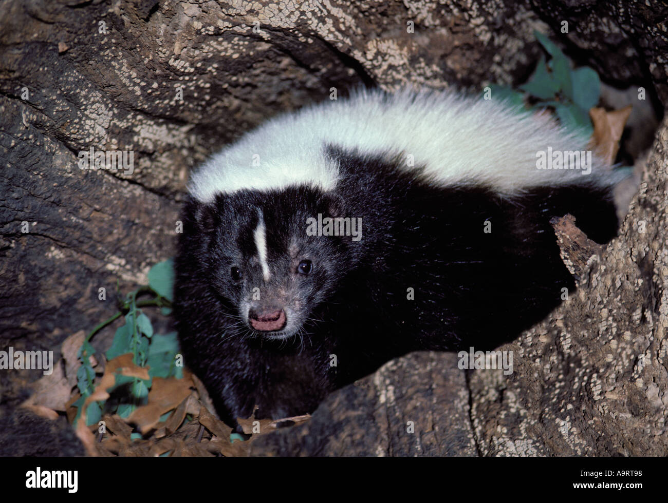 Striped Skunk (Mephitis mephitis) nestled in a hollow log making eye ...