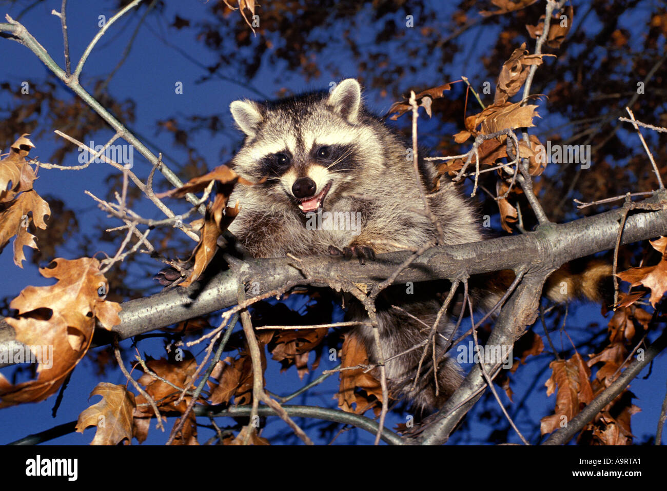 Raccoon (Procyon lotor) perched in a tree with aggressive response ...