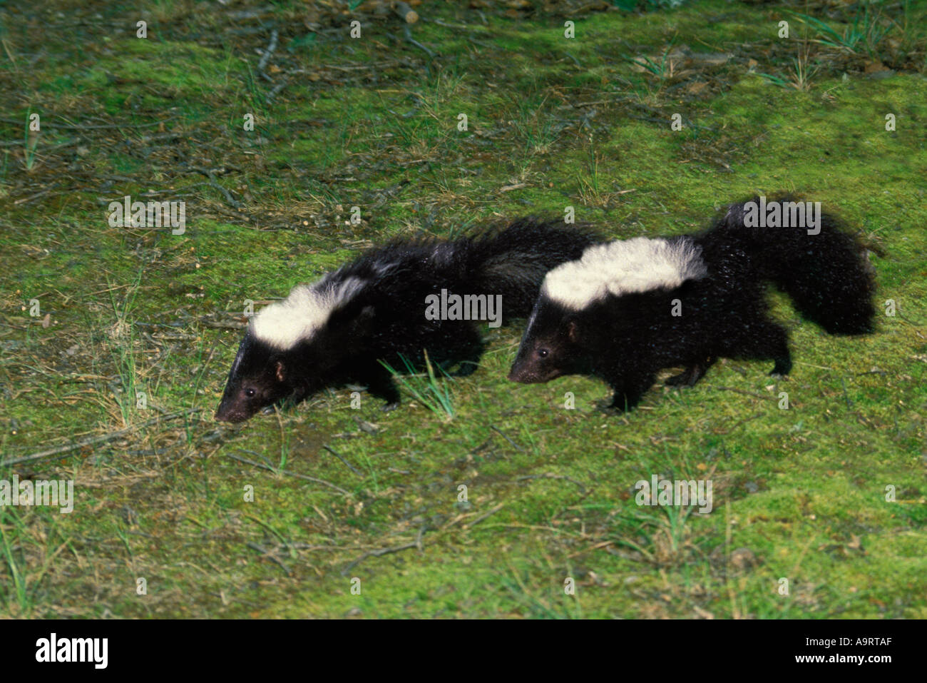 Two baby skunks in hi-res stock photography and images - Alamy