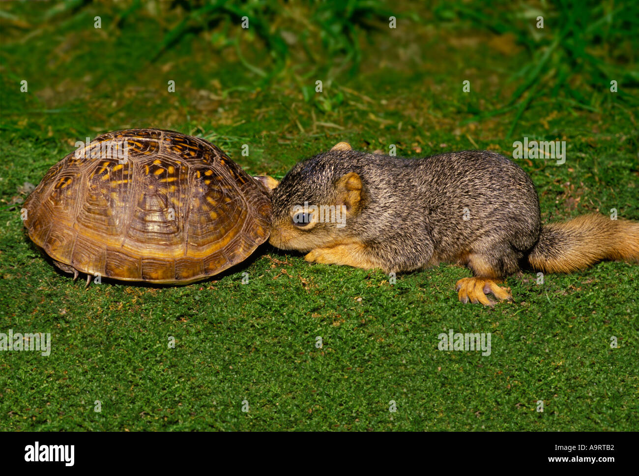 Curious young Eastern Fox squirrel (Sciurus niger) peeking into the ...