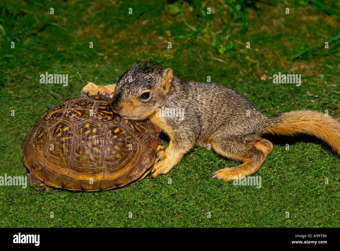 Friends together: Affectionate young Eastern Fox squirrel, Sciurus ...