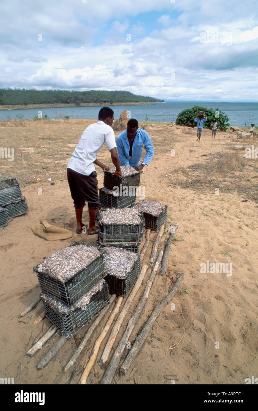 Workers stacking boxes of dried kapenta fish ready for market, Binga ...