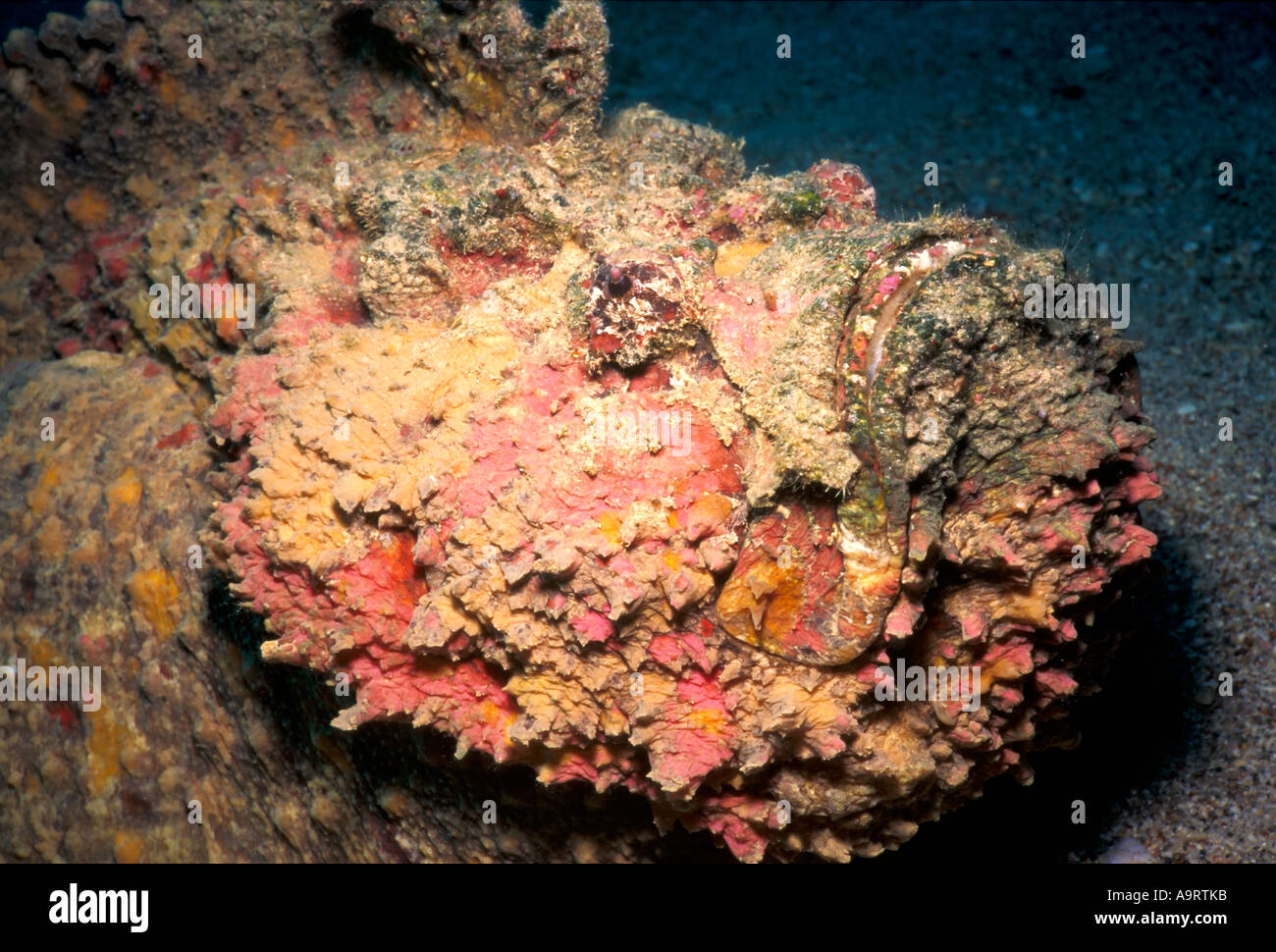Stonefish sting hi-res stock photography and images - Alamy