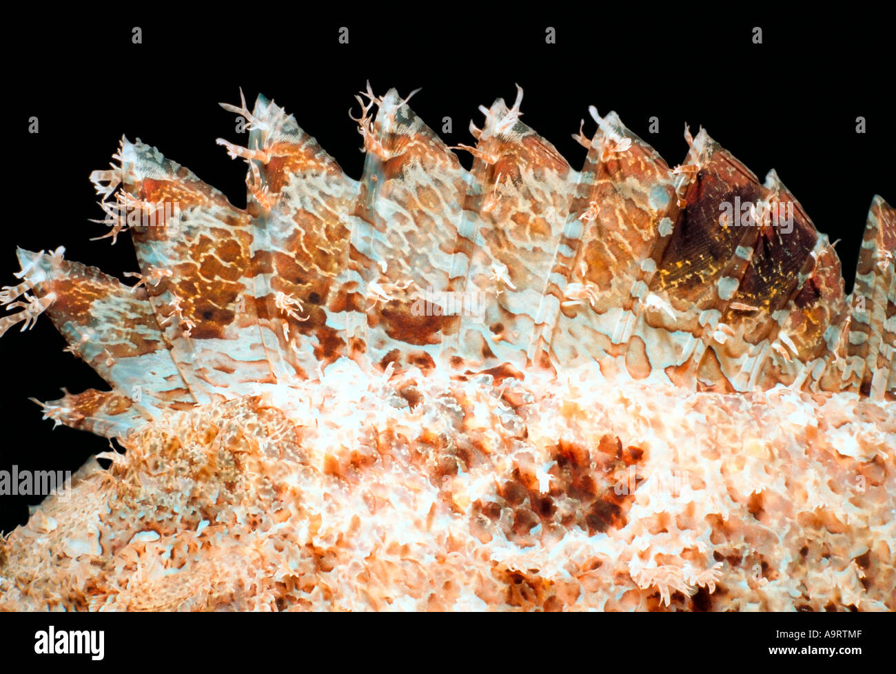 Macro image of the dangerous spines on the dorsal area of a tassled ...