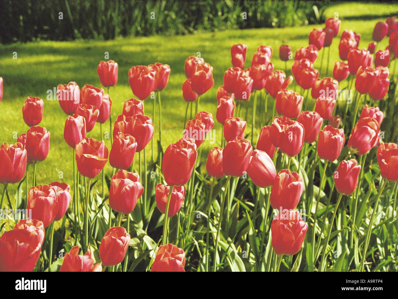 ASM77062 Bunch of bright red color Tulip flowers Amsterdam Holland ...