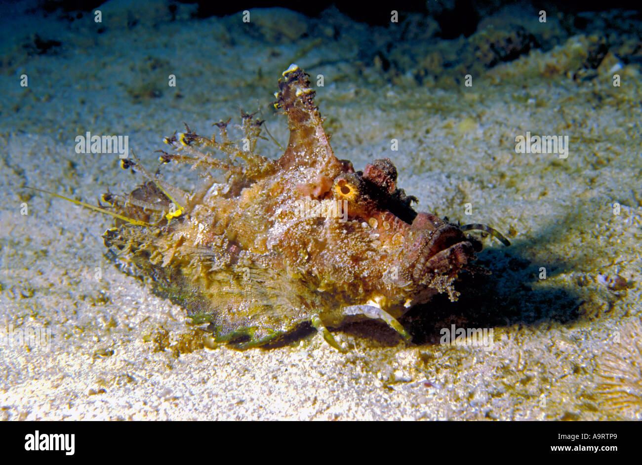 Inimicus filamentosus devilfish hi-res stock photography and images - Alamy