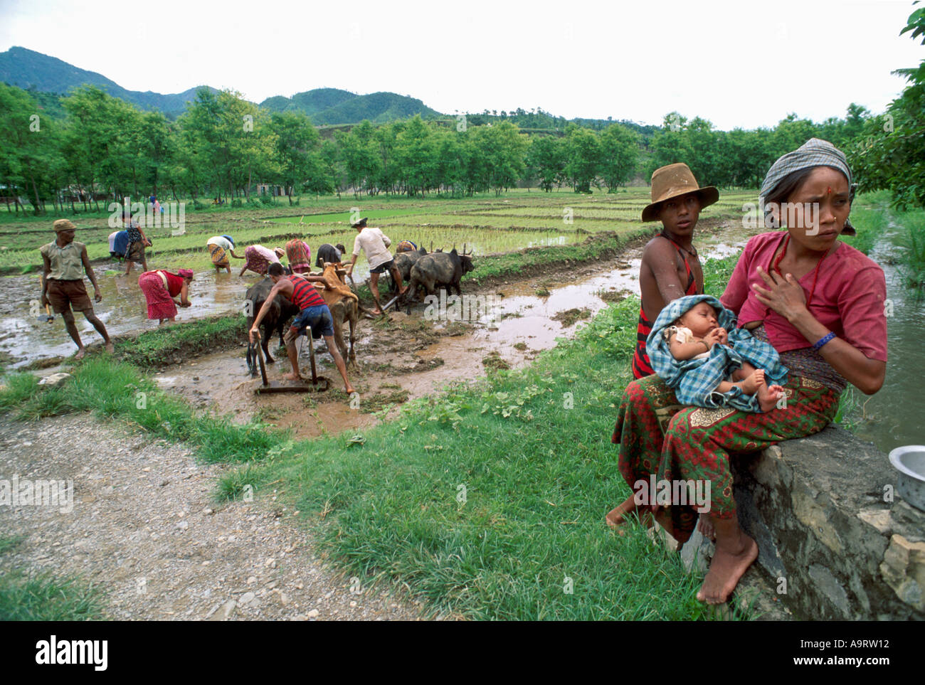 Labourers work in paddy field hi-res stock photography and images - Alamy