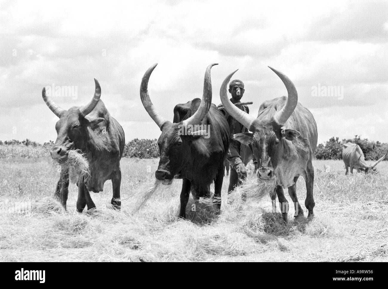 Threshing By Oxen High Resolution Stock Photography and Images - Alamy