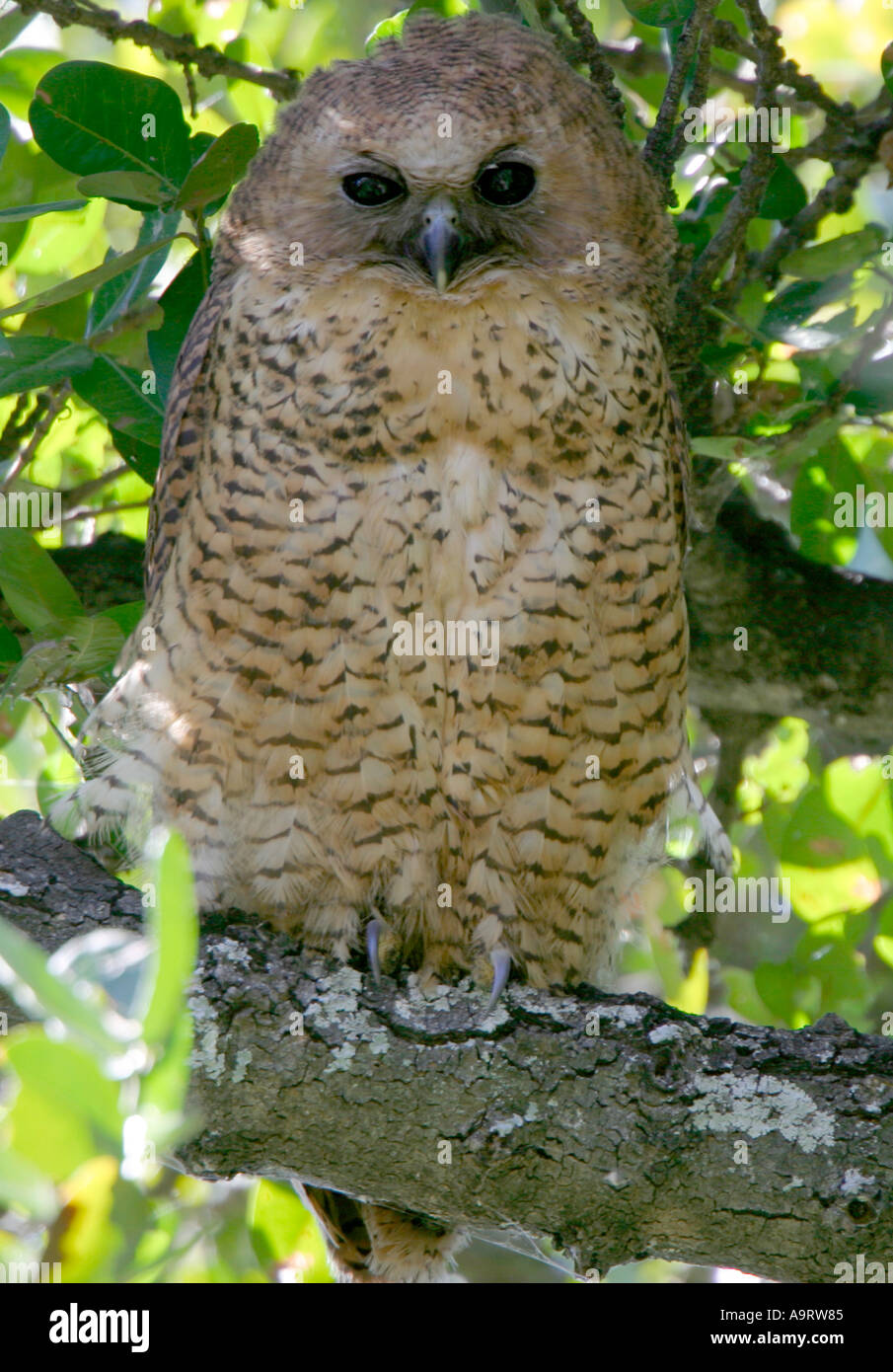 Pel's fishing owl hi-res stock photography and images - Alamy