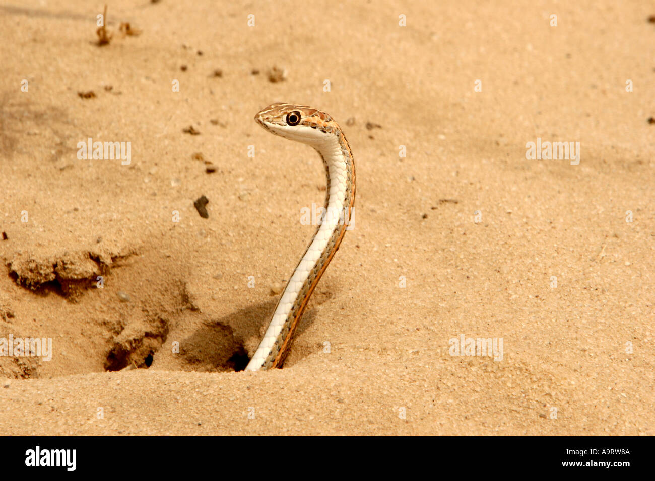 Striped Sand Snake in the Kalahari Stock Photo - Alamy