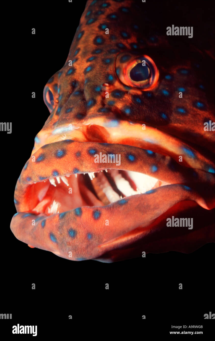 Grouper fish teeth hi-res stock photography and images - Alamy