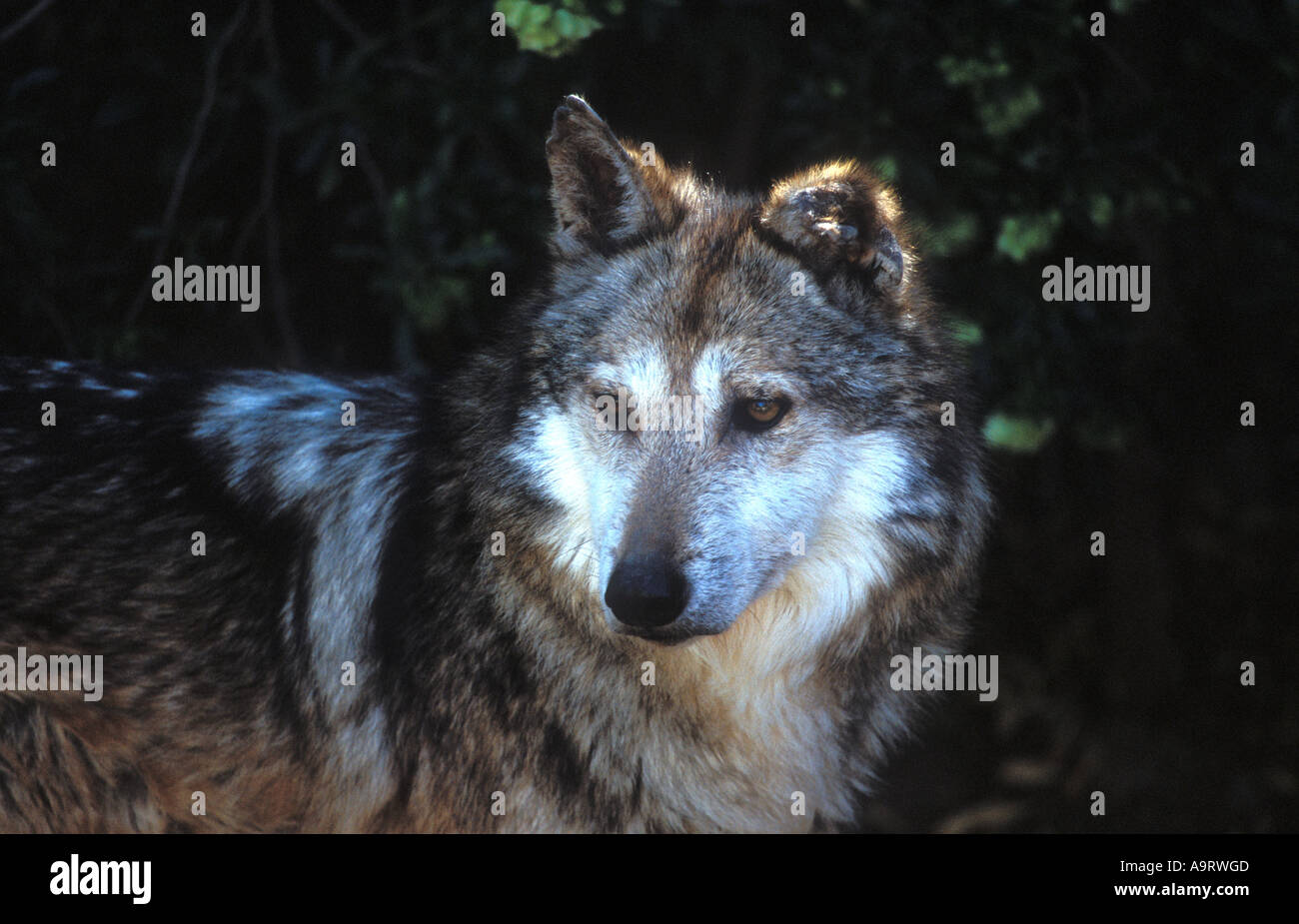 Mexican wolf hi-res stock photography and images - Alamy