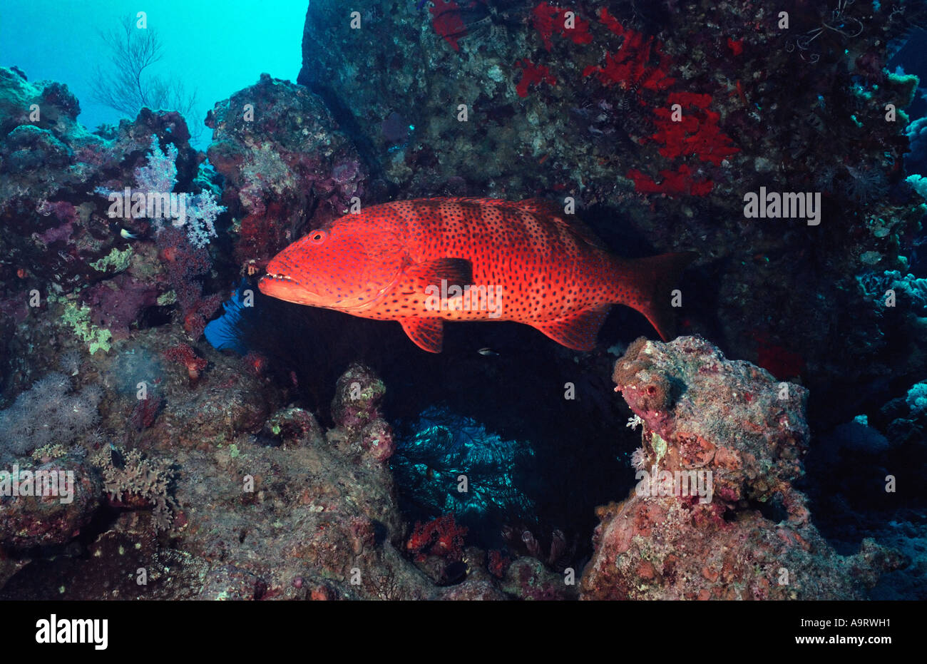 A Roving grouper fish (plectropomus maculatus) swimming alongside a ...