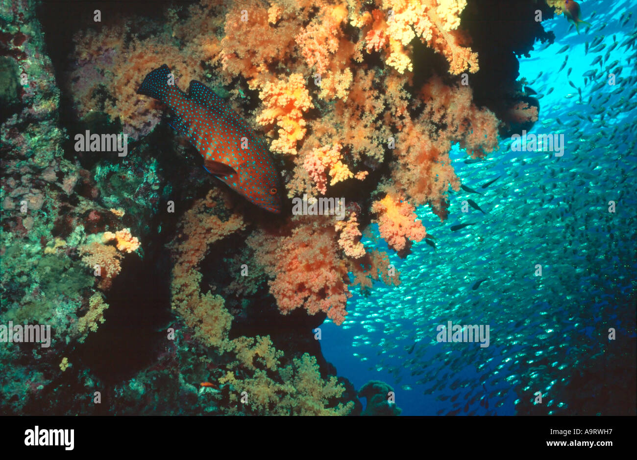 Fish hiding behind coral hi-res stock photography and images - Alamy