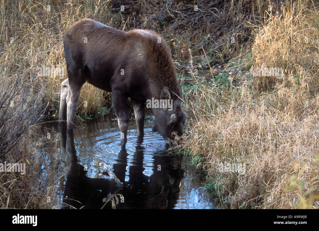 Bull moose foraging on hi-res stock photography and images - Alamy