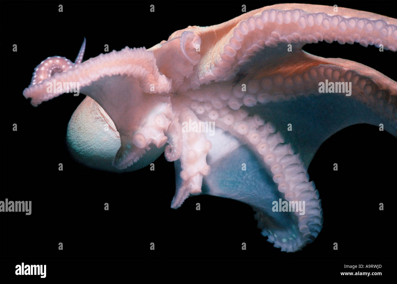 Tentacles showing hi-res stock photography and images - Alamy
