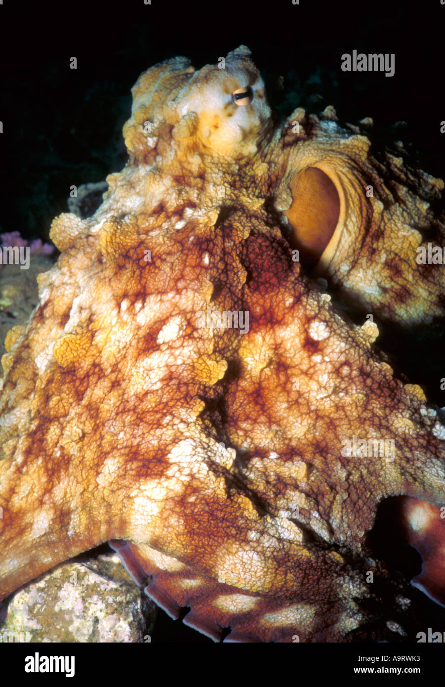 Close up image of an Octopus's head (Octopus cyanea) against a dark ...