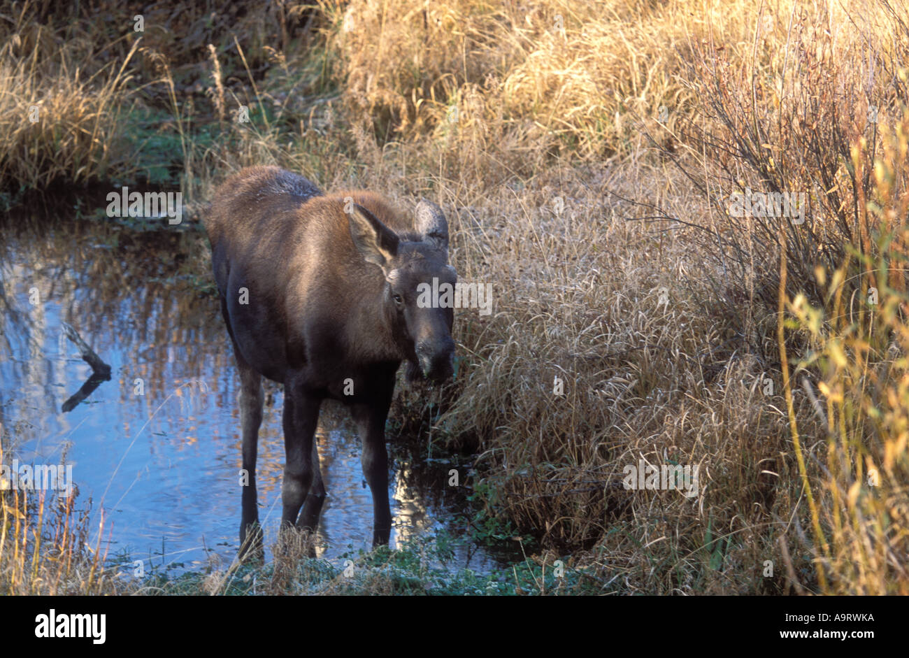 Bull moose foraging on hi-res stock photography and images - Alamy