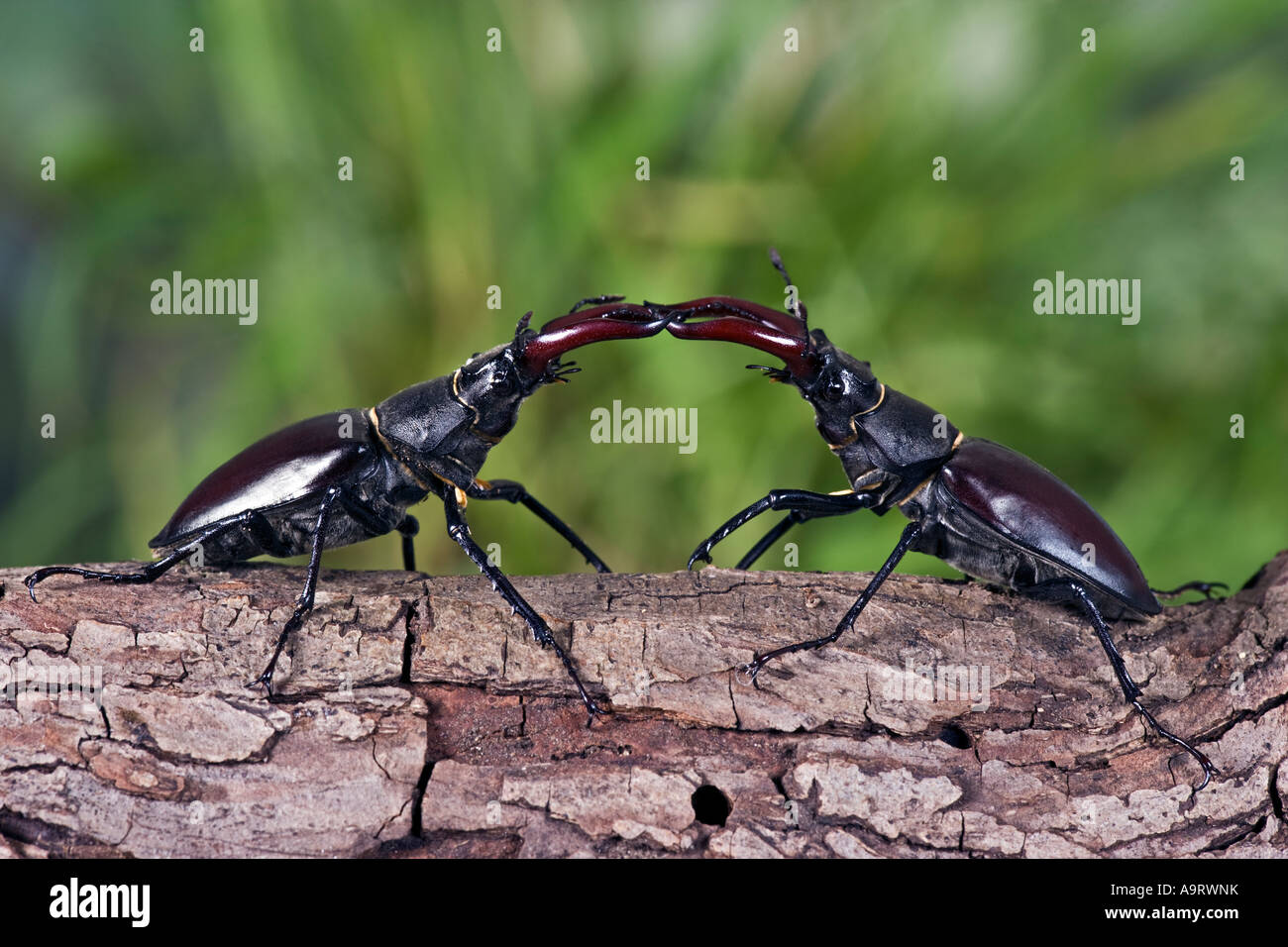 Male European stag beetles Lucanus cervus on log fighting Stock Photo ...