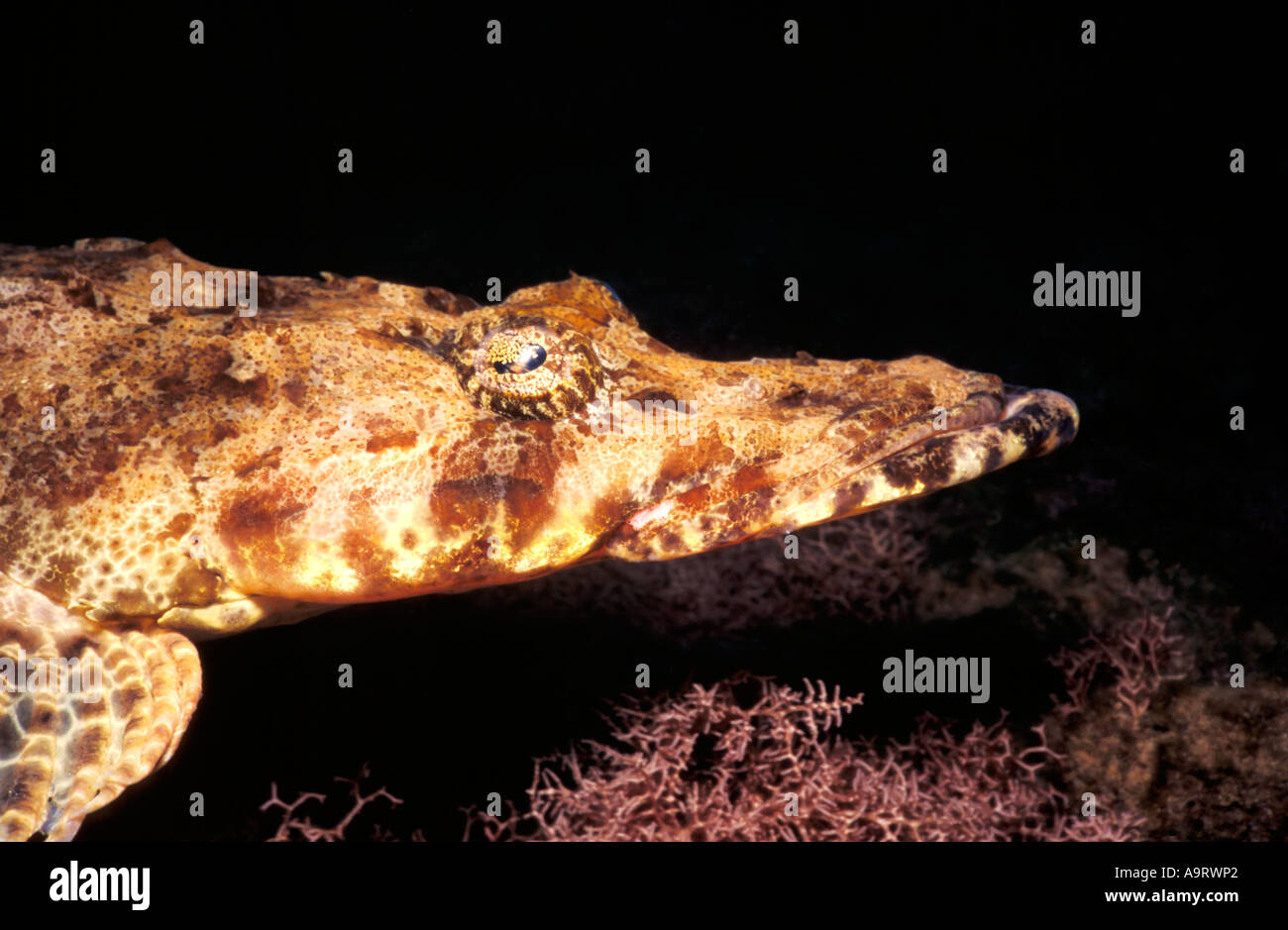 Close up of a Crocodile fish (Cociella crocodila) finning next to a ...