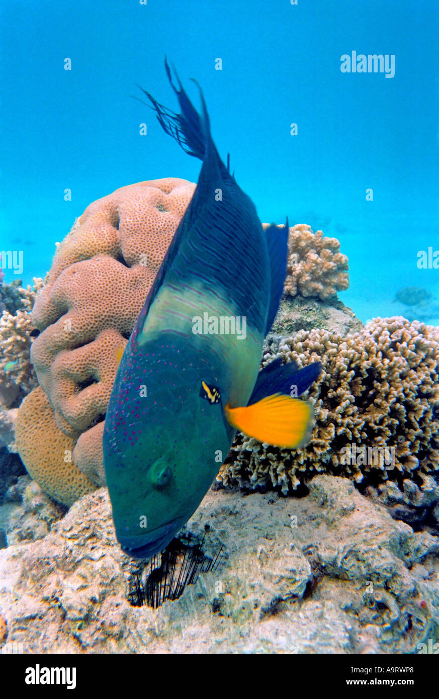 A Broomtail wrasse fish (cheilinus lunulatus) foraging on a coral reef ...