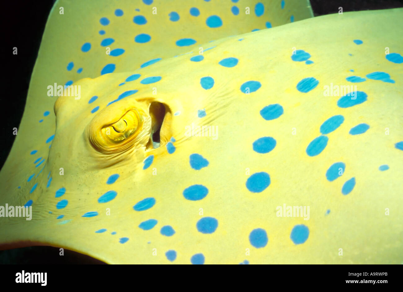 Black markings under eye hi-res stock photography and images - Alamy