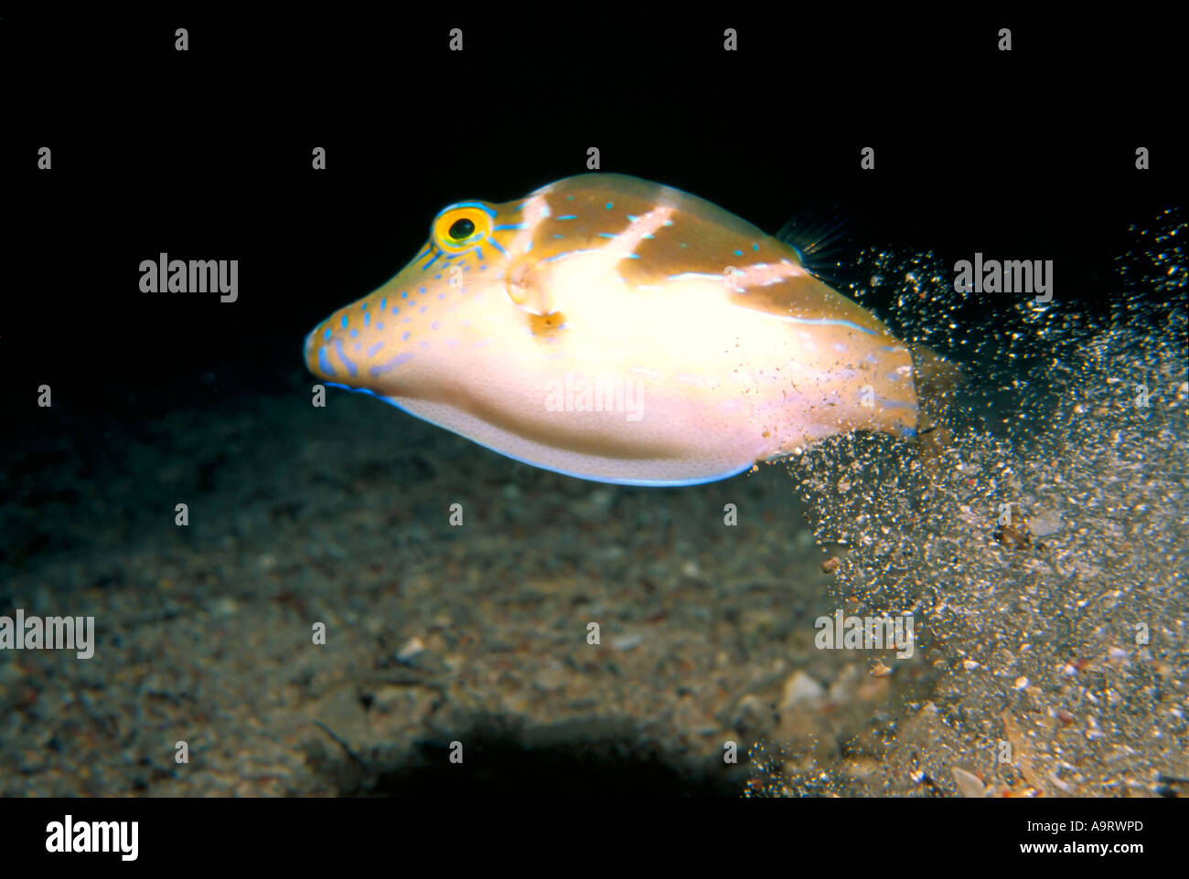 Crown fish hi-res stock photography and images - Alamy