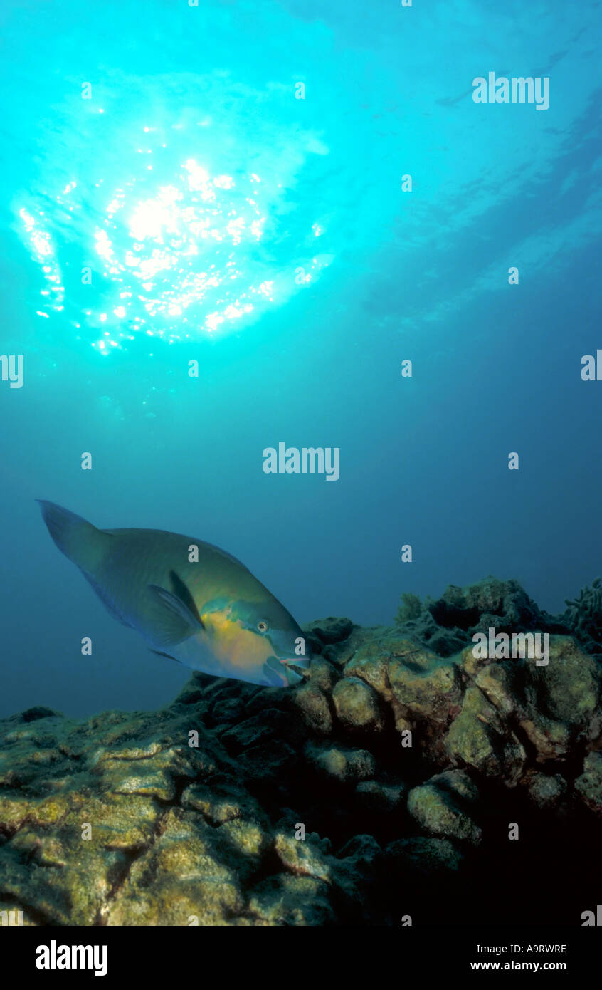 Parrot fish eat coral hi-res stock photography and images - Alamy