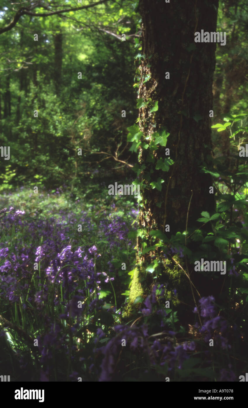 Plymbridge woods hi-res stock photography and images - Alamy