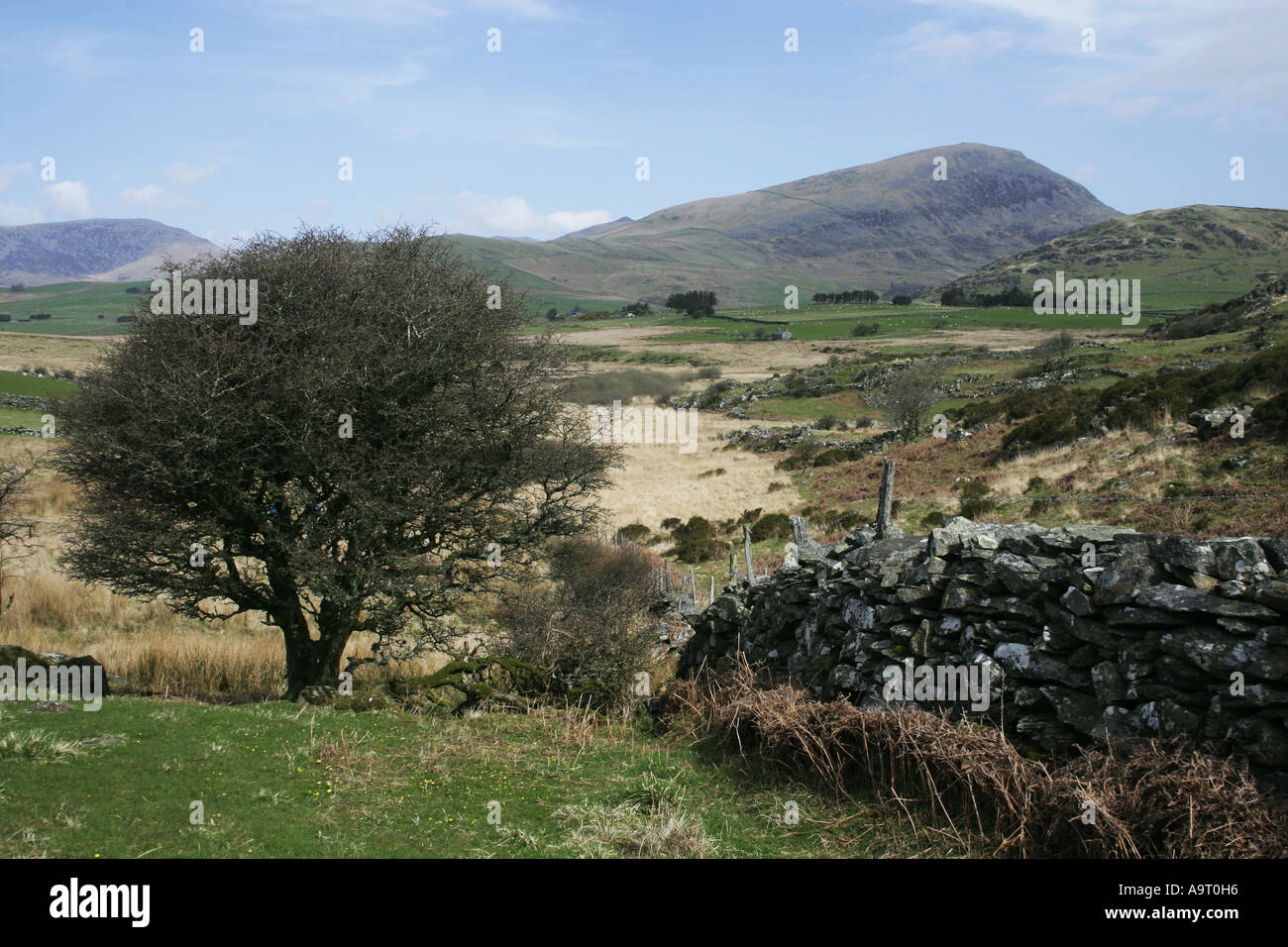 Moel Hebog from Foel yr Erw in Snowdonia, Wales Stock Photo - Alamy