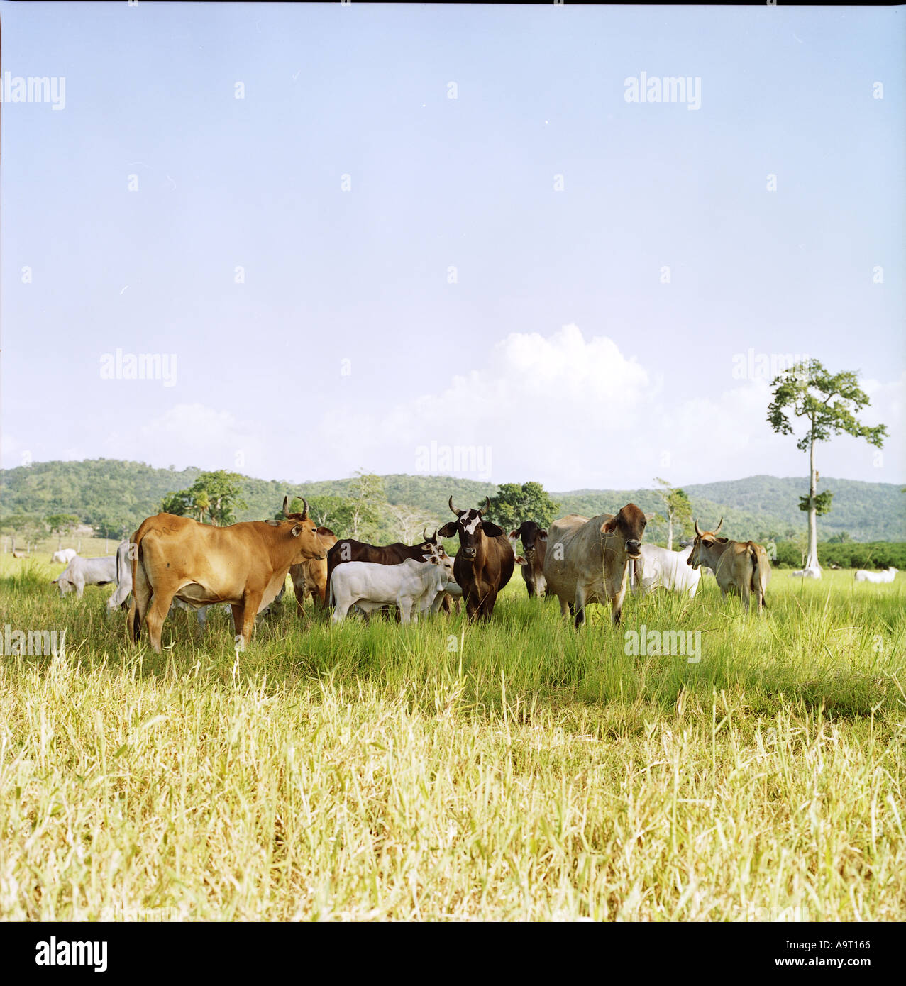 Herd of cows in north western Belize Cayo District Stock Photo - Alamy