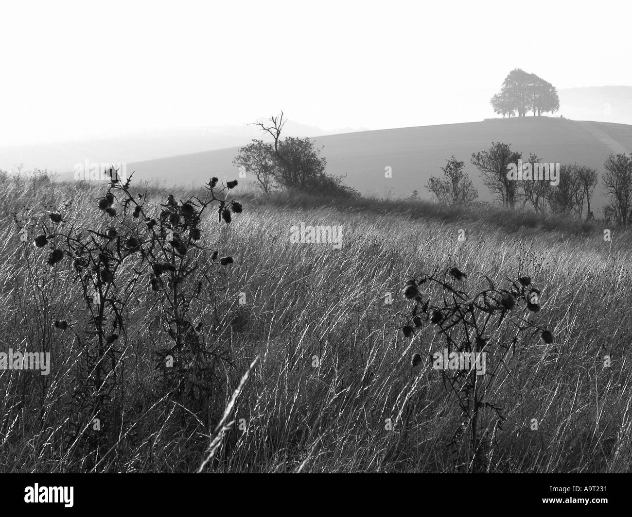 Wittenham clumps hi-res stock photography and images - Alamy