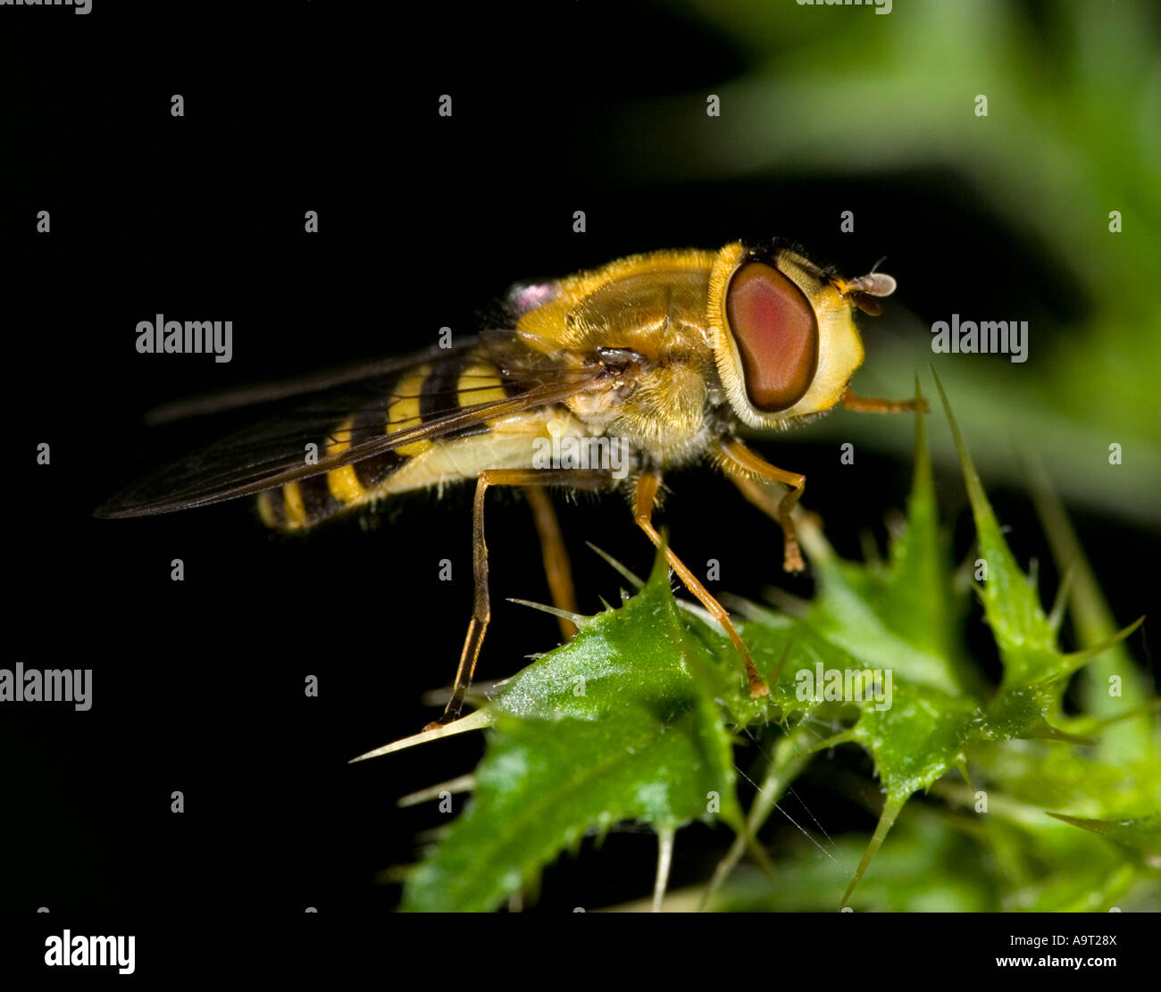 Welsh insects hi-res stock photography and images - Alamy