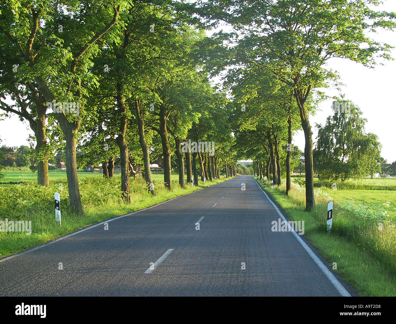 Tree lined road in North Germany by Baltic coast Stock Photo - Alamy