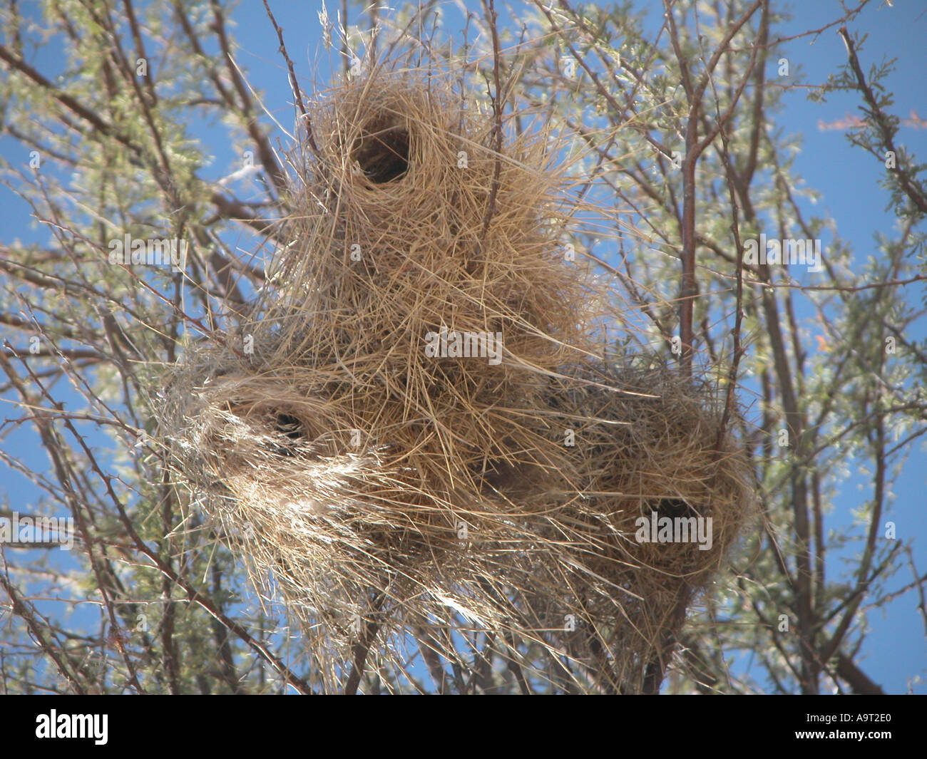Weaver bird nest in Namibia Stock Photo - Alamy