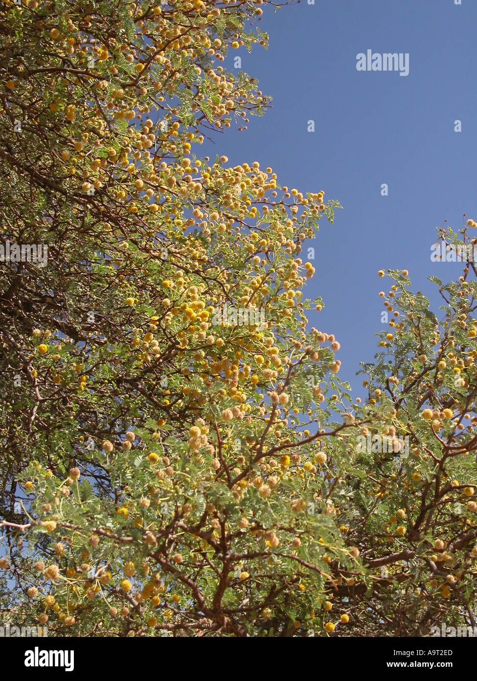 Desert acacia flowers hi-res stock photography and images - Alamy