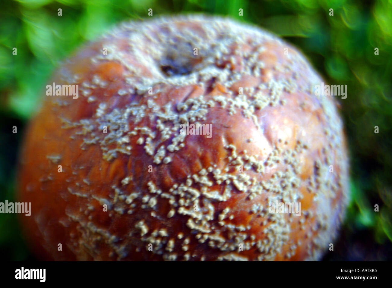 one rotten apple rotten apple Stock Photo - Alamy