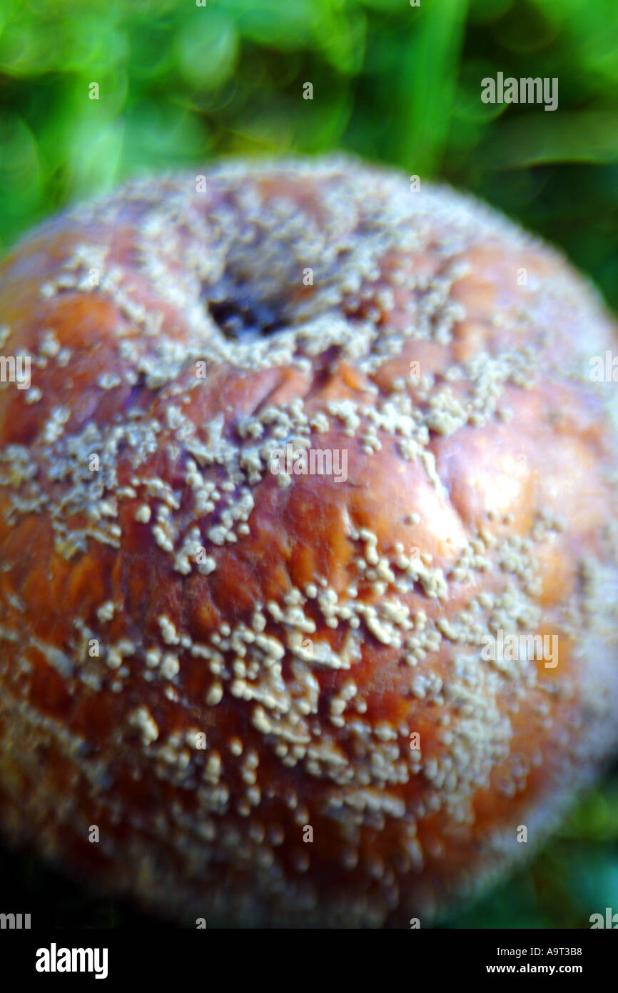 one rotten apple Stock Photo - Alamy