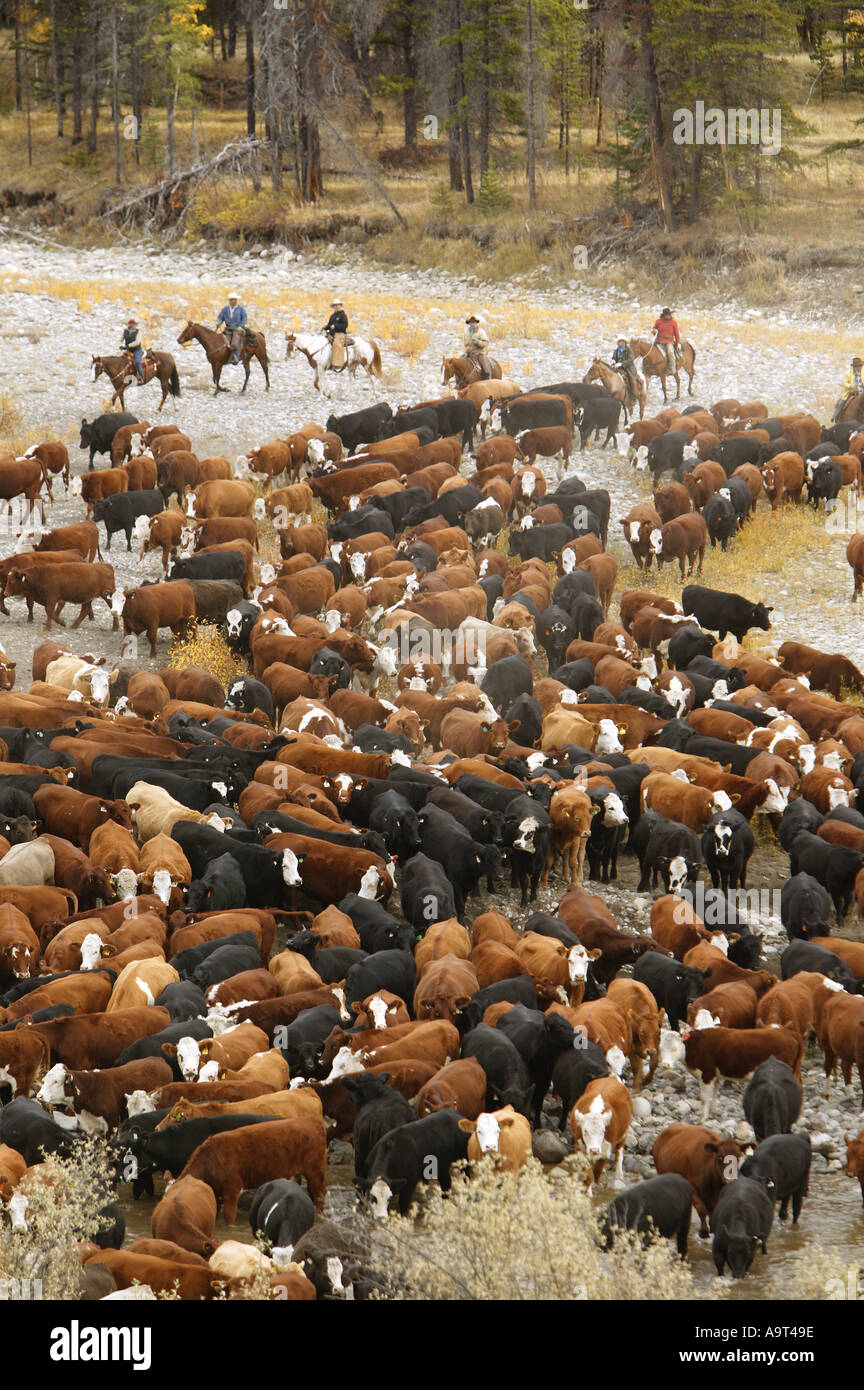 Old western cattle drive hi-res stock photography and images - Alamy