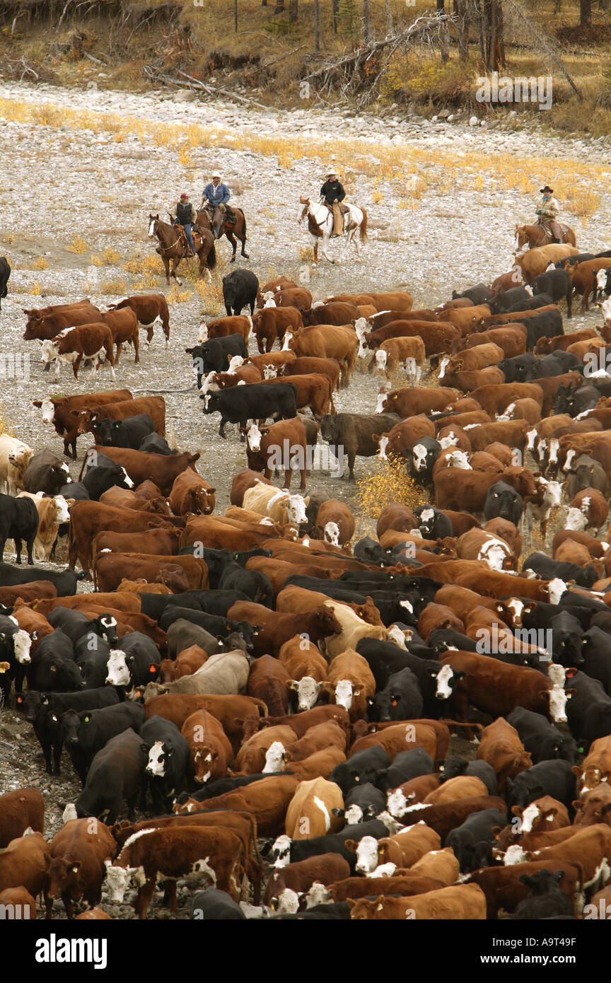 Cattle ranch southern alberta hi-res stock photography and images - Alamy