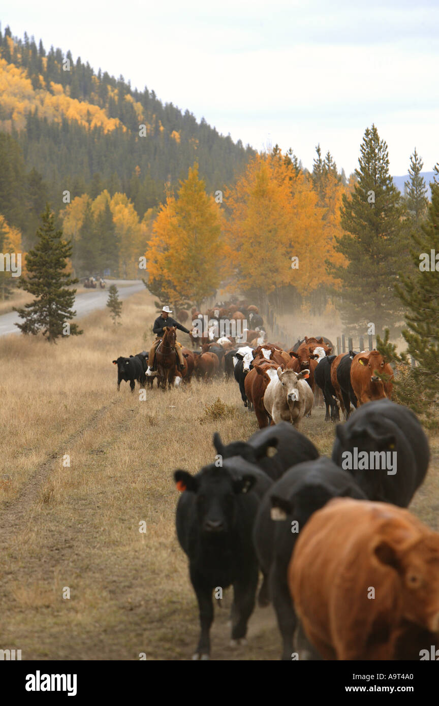 Cattle ranch southern alberta hi-res stock photography and images - Alamy