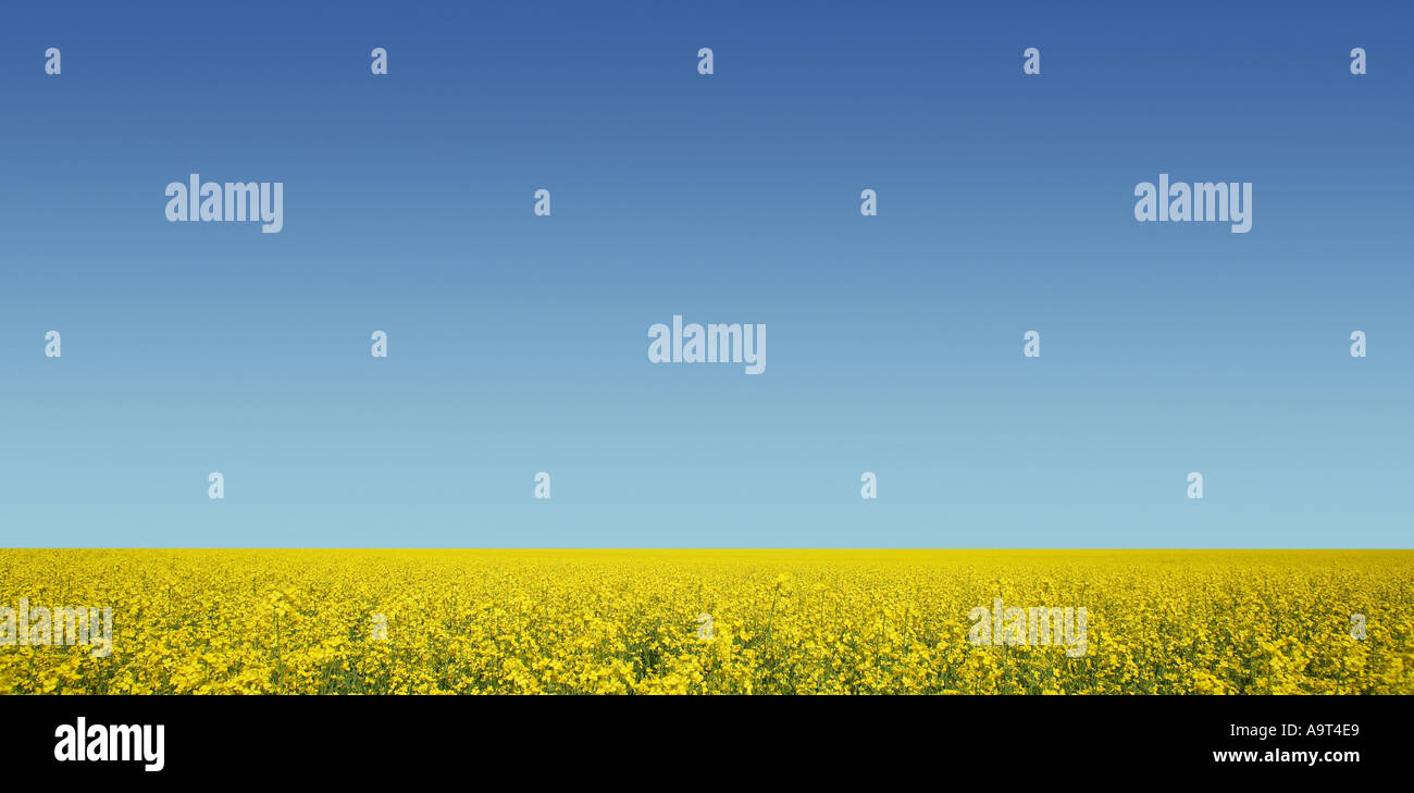 Oil crops yellow flowers hi-res stock photography and images - Alamy