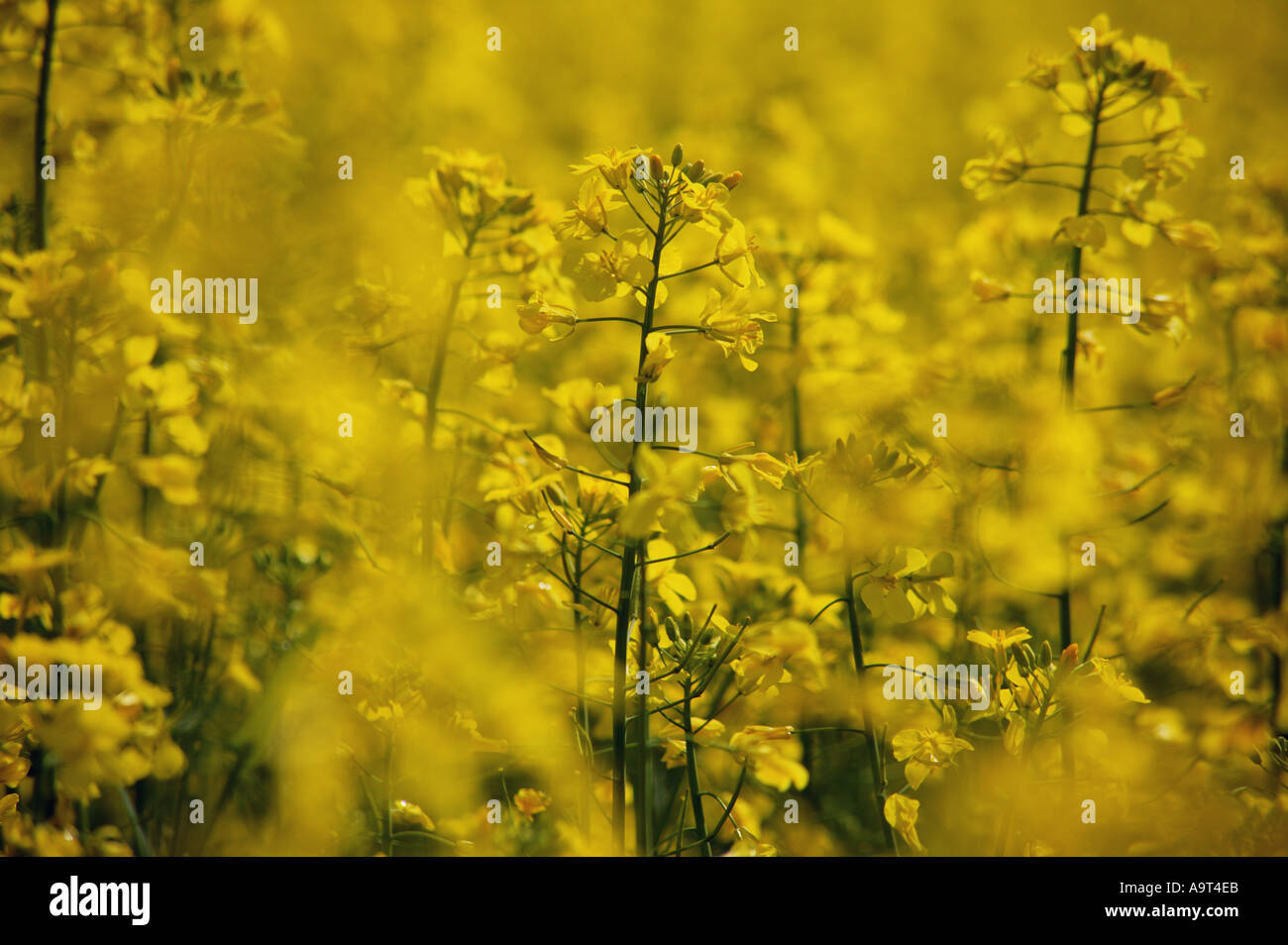 Canola crops growing hi-res stock photography and images - Alamy